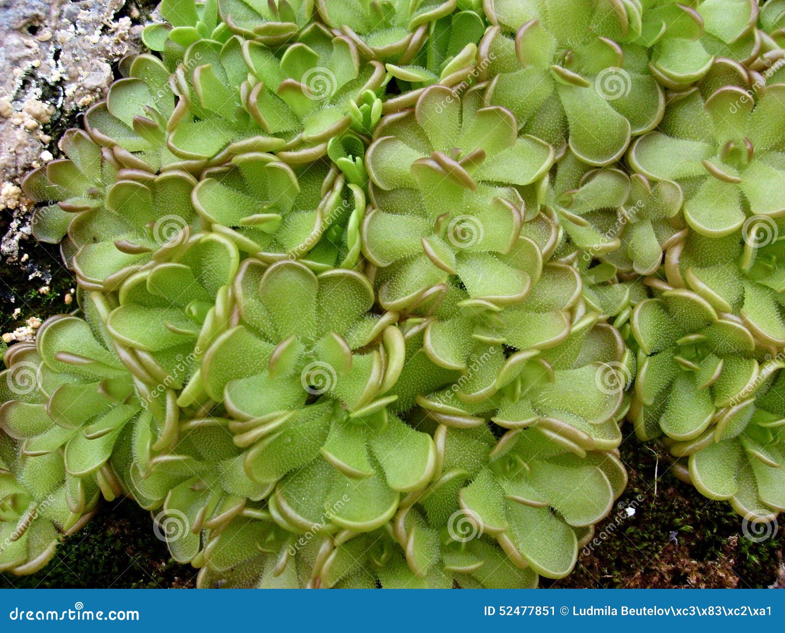 Pinguicula stock image. Image of herb, butterworts, garden - 52477851