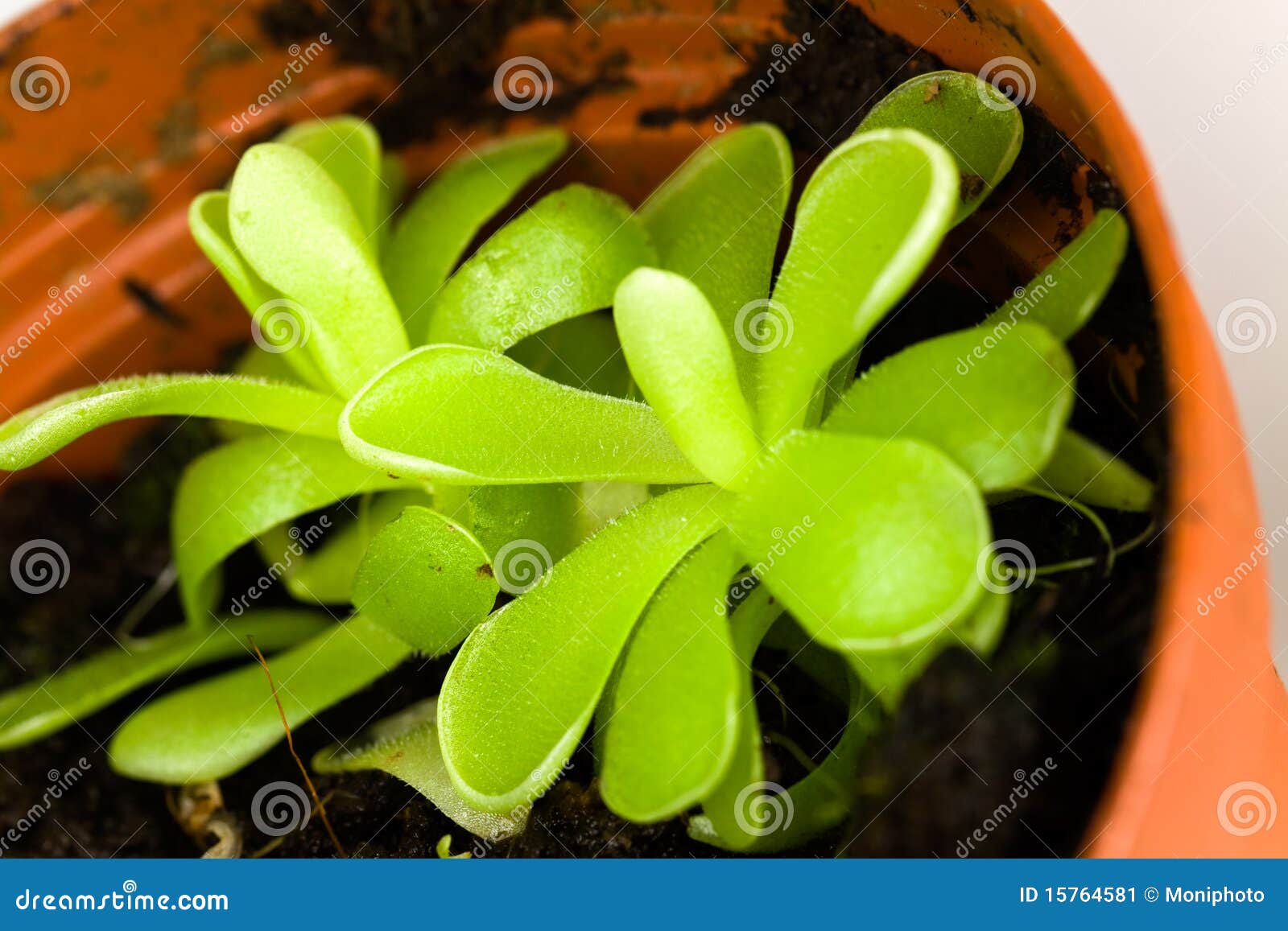 Tropical Pinguicula Tina Predatory Plant On The Edge Of A Cliff. Sticky ...