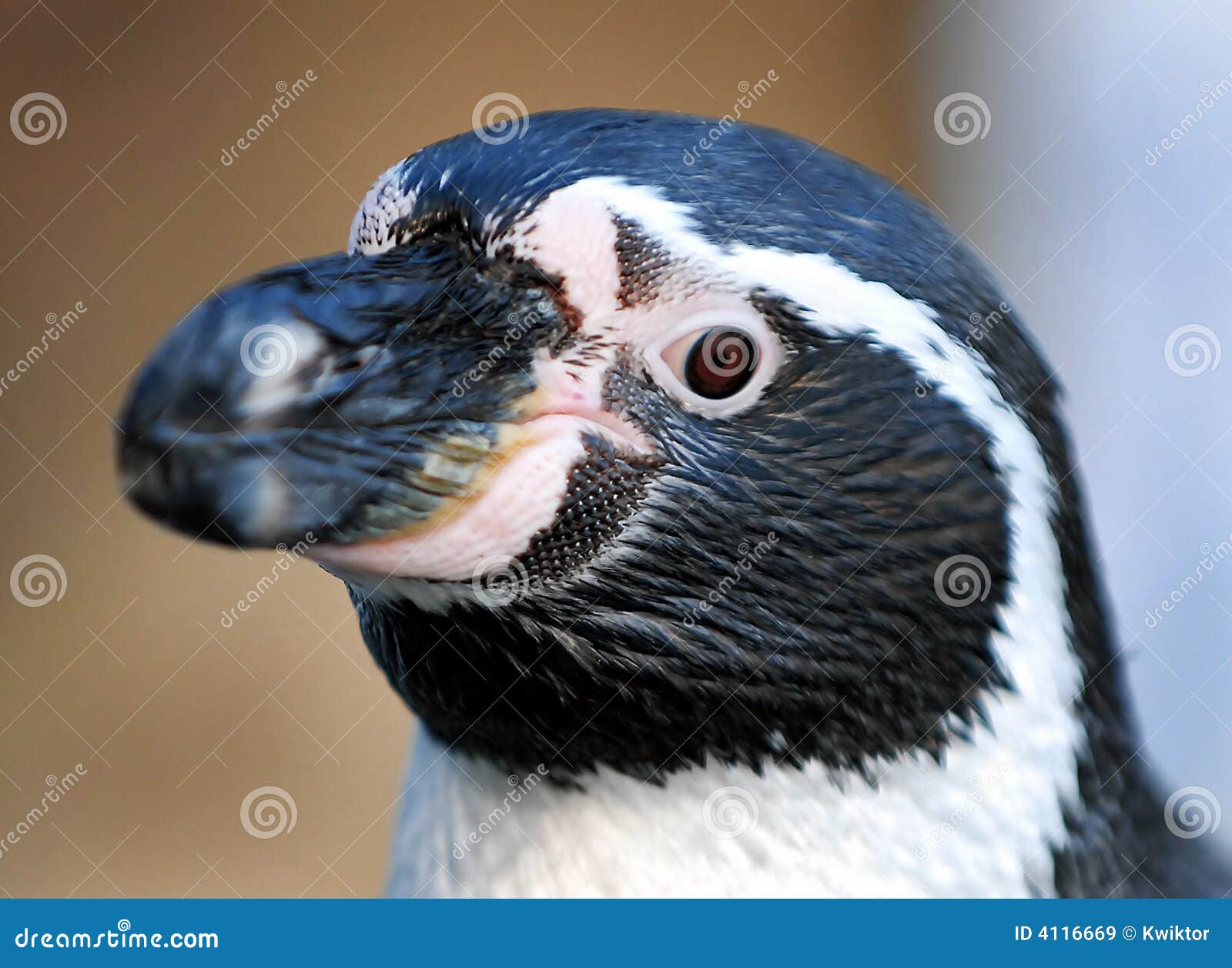 Pinguim imagem de stock. Imagem de registro, omaha, branco - 4116669