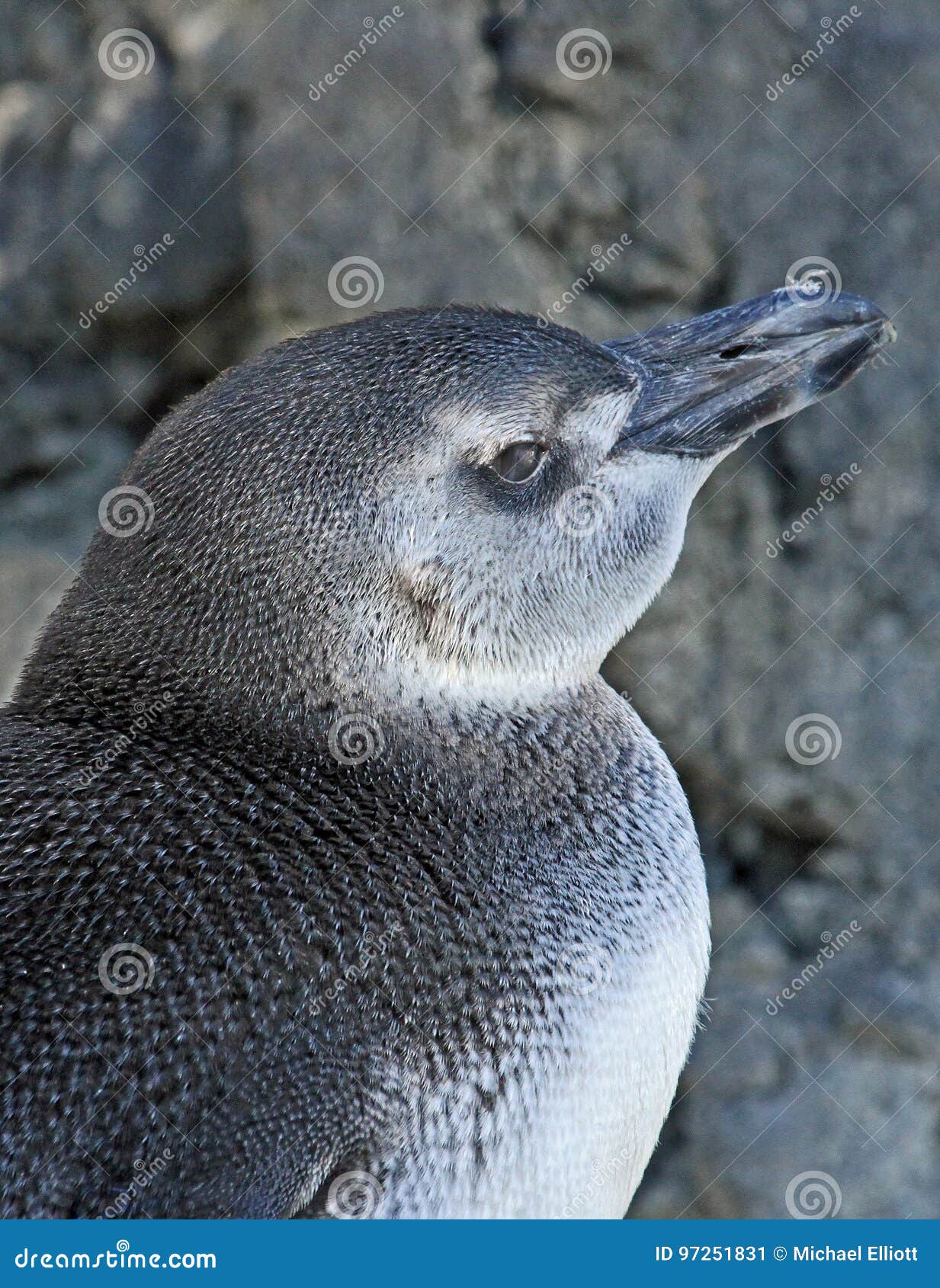 Pinguim imagem de stock. Imagem de piscina, carrinho - 97251831