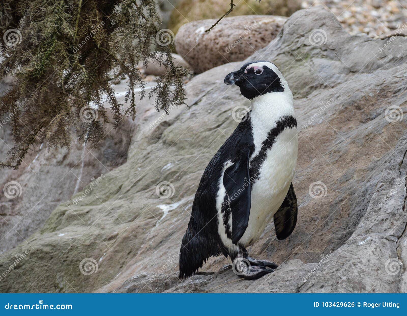 Pinguim africano foto de stock. Imagem de flightless - 103429626