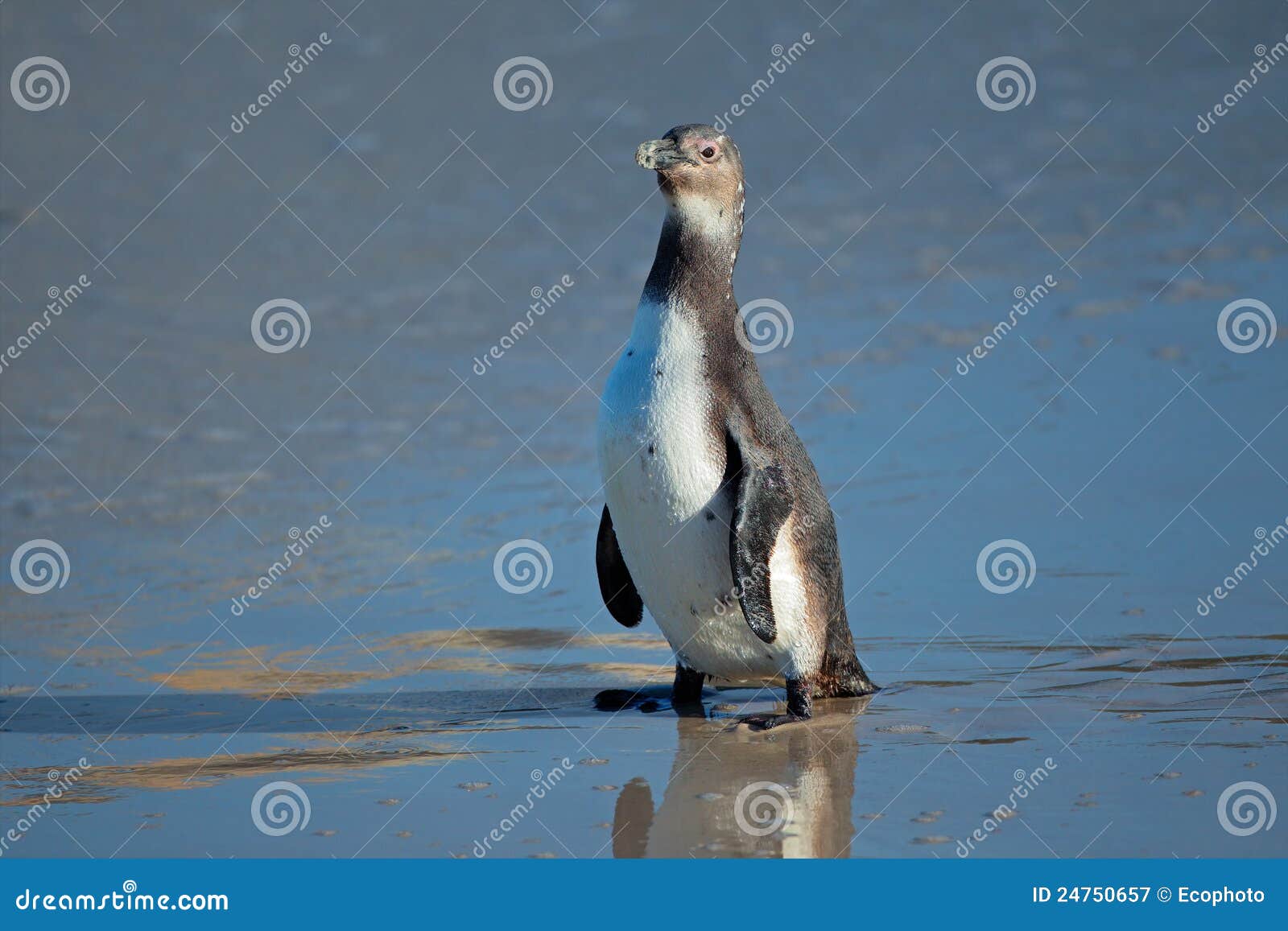Pinguim africano imagem de stock. Imagem de selvagem - 24750657
