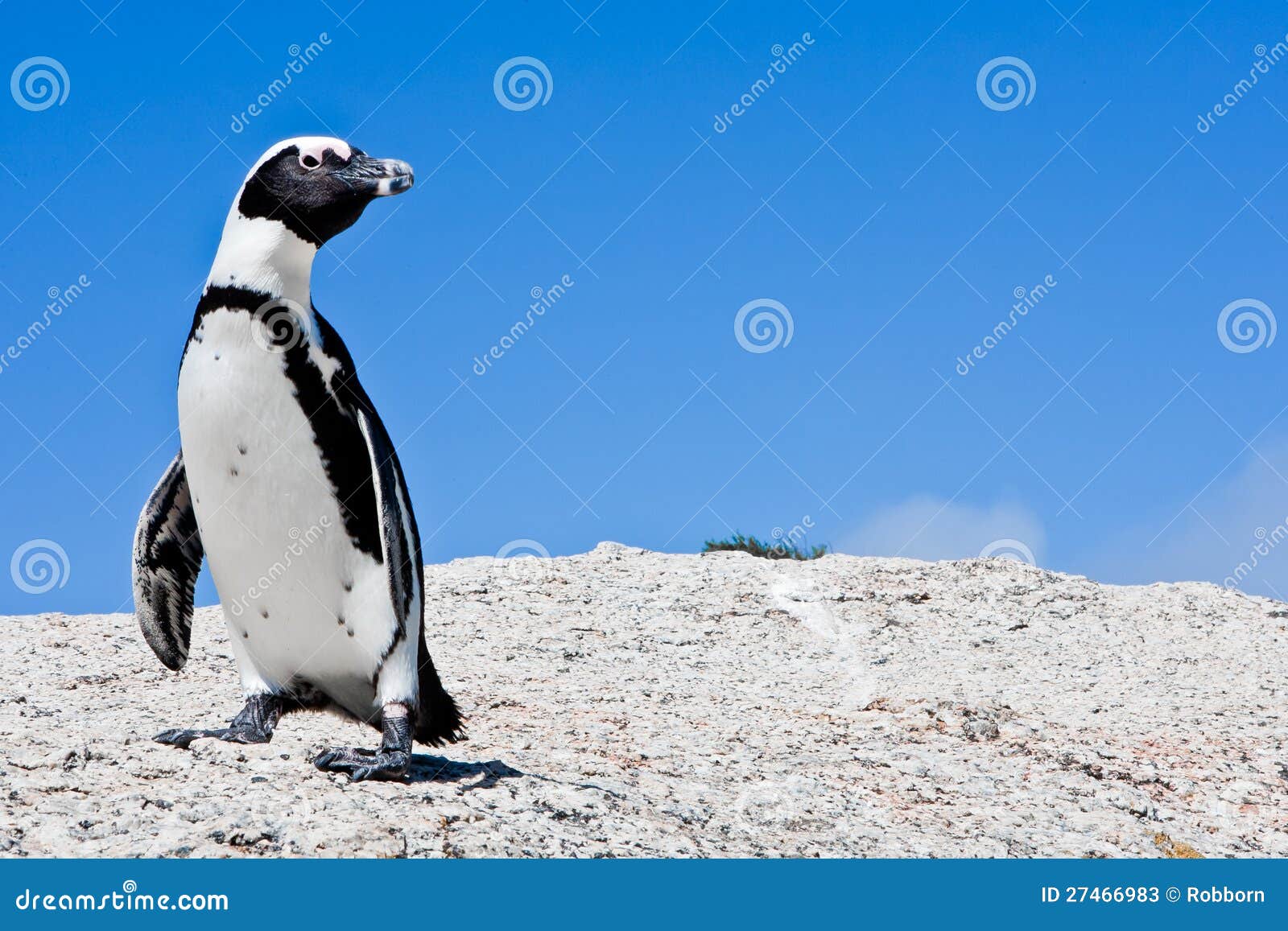 Pinguim africano imagem de stock. Imagem de pinguim, branco - 27466983