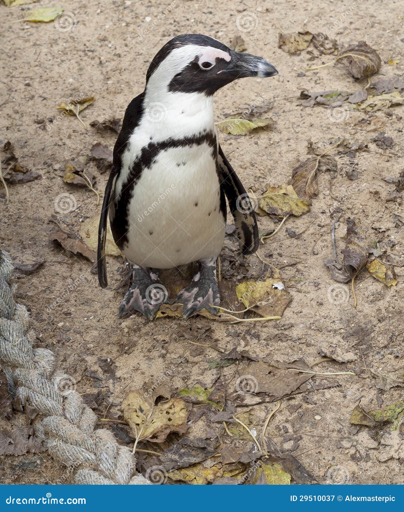 Pinguim africano imagem de stock. Imagem de limpar, animais - 29510037