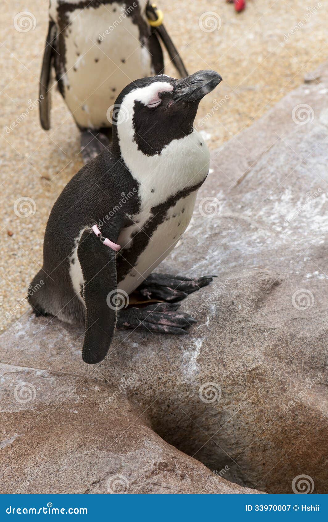 Pinguim africano imagem de stock. Imagem de nave, pinguim - 33970007