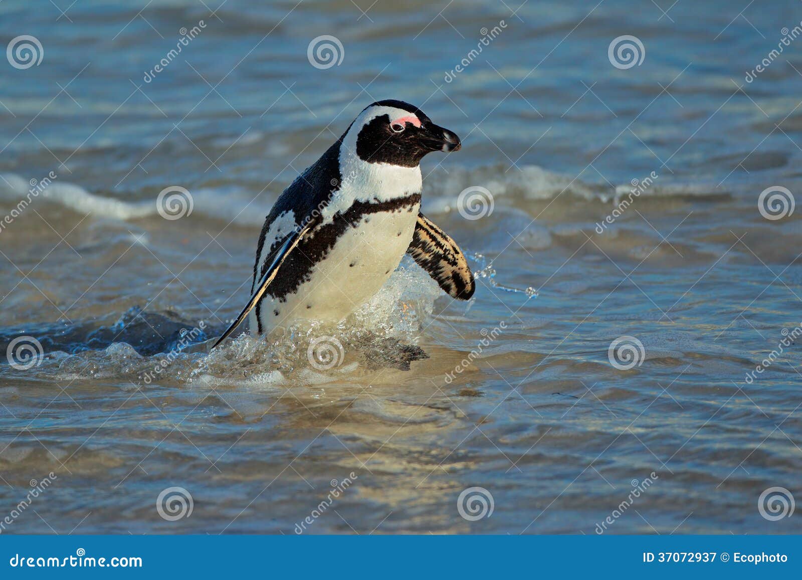 Pinguim africano imagem de stock. Imagem de asas, exterior - 37072937