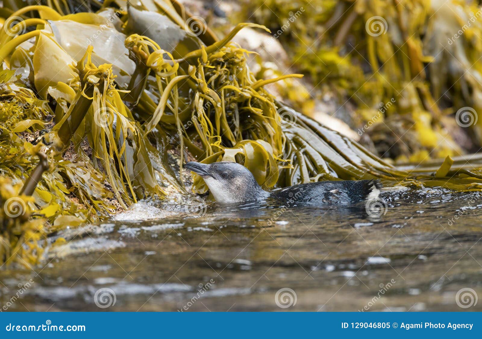 Pinguim Azul Pequeno, Chathamensis Do Menor De Eudyptula Imagem de ...
