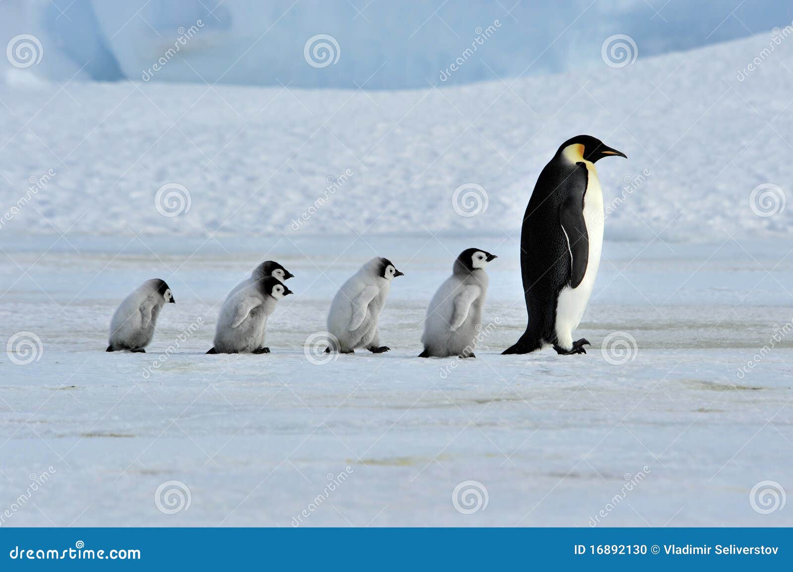 Pinguim de imperador foto de stock. Imagem de animal - 16892130