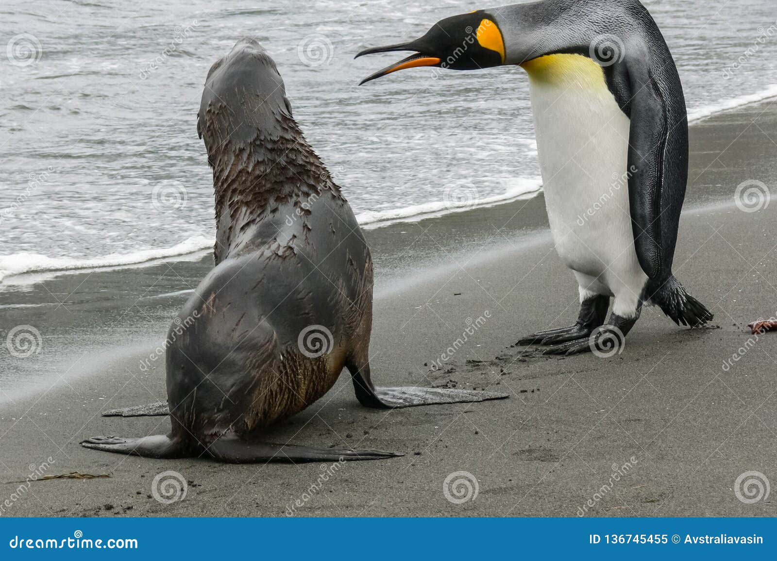 Pinguim Fotos De Stock - Baixe 30,135 Fotos Royalty Free