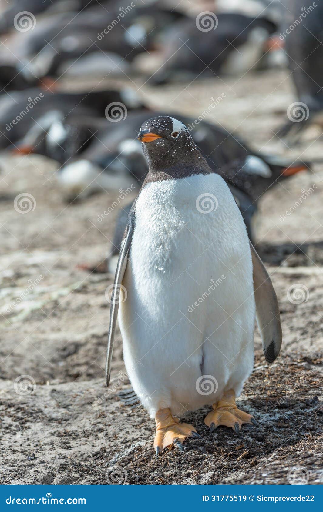 Pinguim gordo de Gentoo. imagem de stock. Imagem de carrinho - 31775519