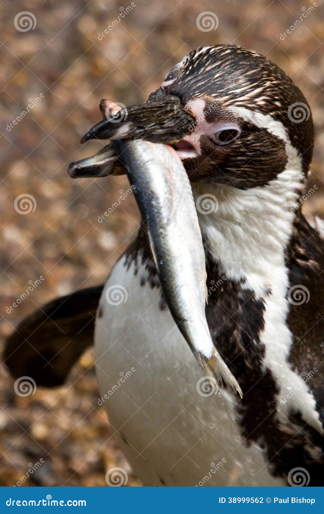 Pinguim que come um peixe foto de stock. Imagem de vida - 38999562