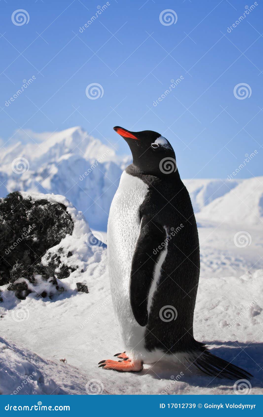 Pinguin auf den Felsen stockbild. Bild von jahreszeit - 17012739