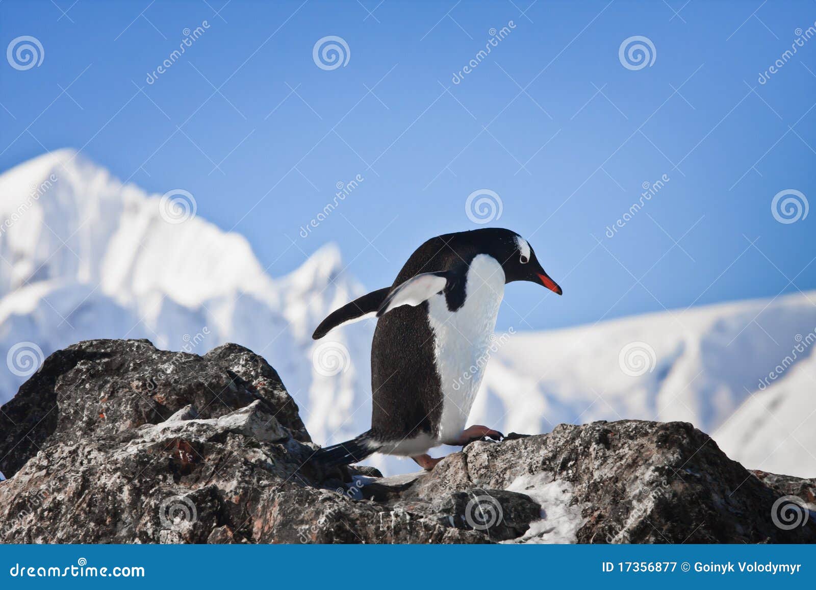 Pinguin auf den Felsen stockbild. Bild von felsen, berg - 17356877
