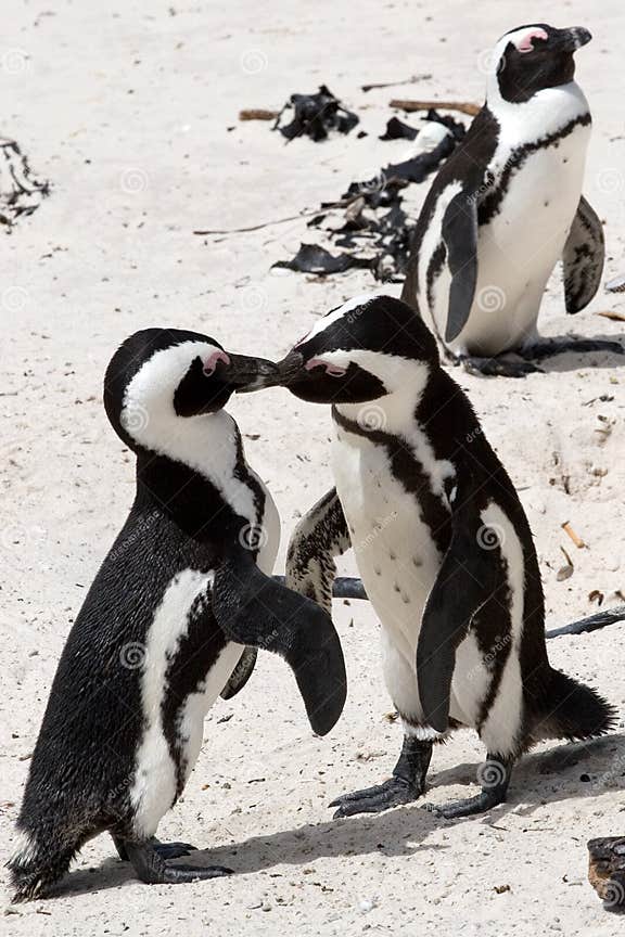 Pinguin fighting stock image. Image of bird, pastime, south - 6093143