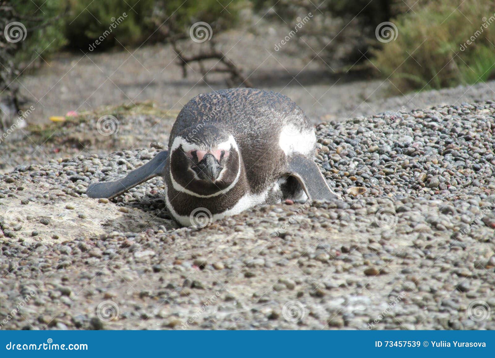 Pinguin Lying Shore Stock Photos - Free & Royalty-Free Stock Photos ...