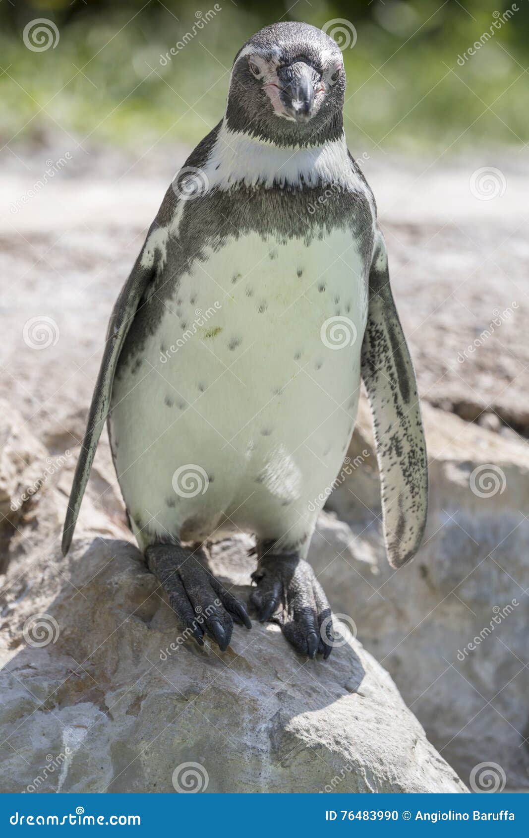 Pinguin stock photo. Image of penguin, nature, wildlife - 76483990