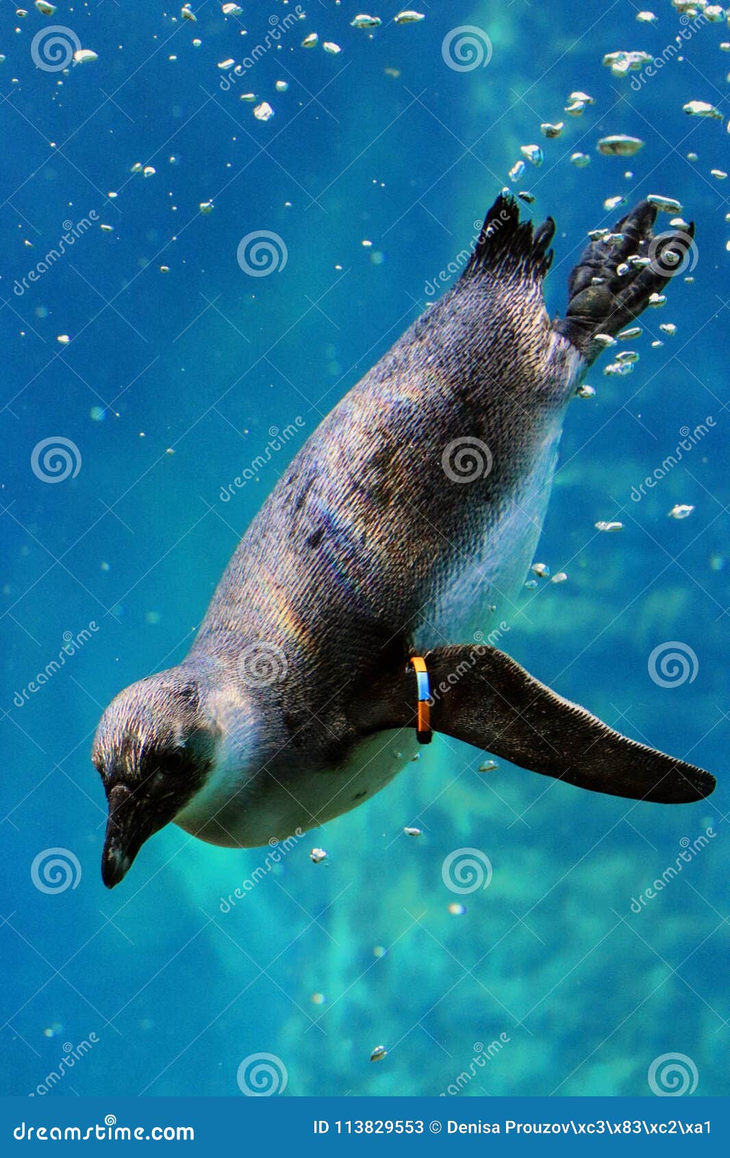 Pinguin, Penguin is Swiming Under Water Stock Image - Image of watter ...