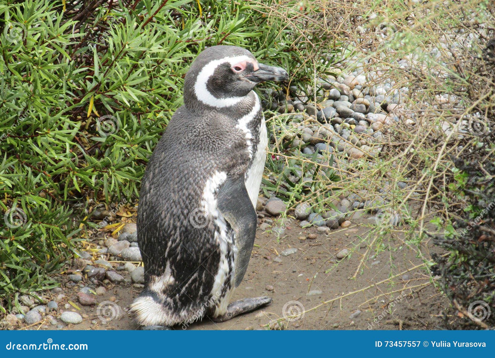 Pinguin stock image. Image of flightless, noise, antarctic - 73457557