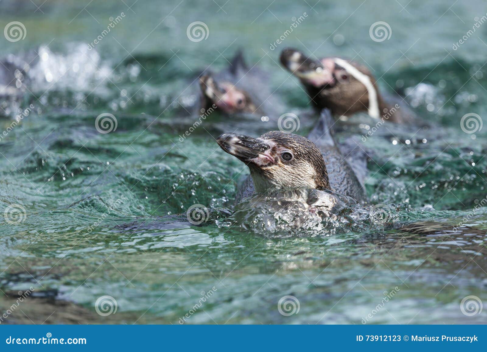 Pinguin Swimming Underwater in Aquarium Pool Stock Image - Image of ...