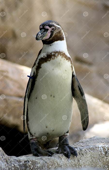 Pinguino immagine stock. Immagine di nave, pinguino, becco - 2640627