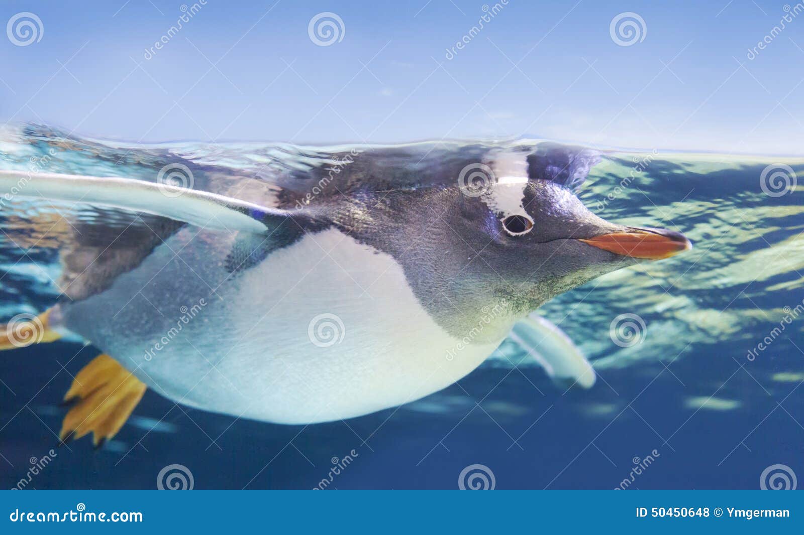 Pinguino Di Gentoo Che Nuota Underwater Fotografia Stock - Immagine di ...