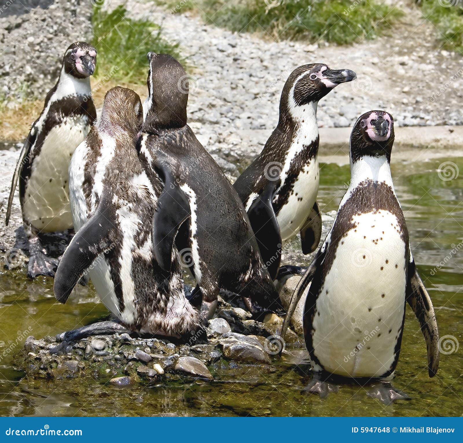 Pinguino peruviano 2 fotografia stock. Immagine di mare - 5947648