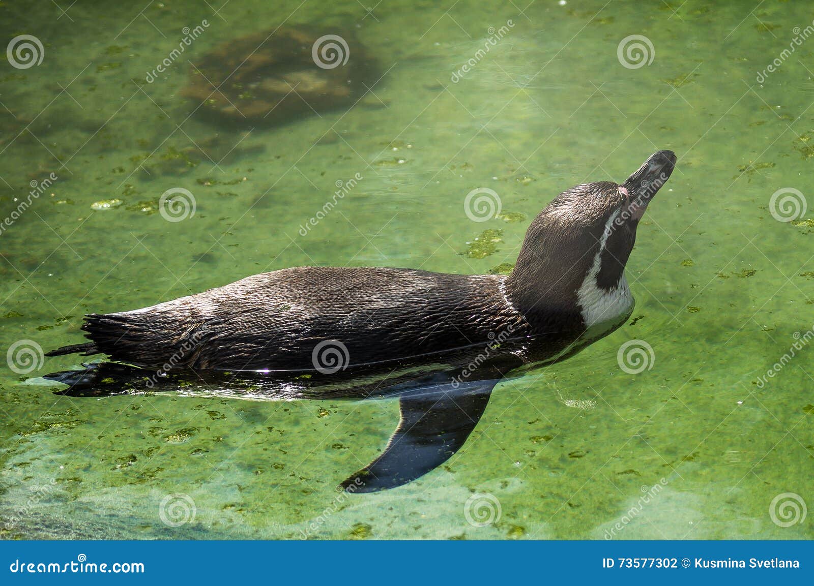 Pinguino in uno zoo russo fotografia stock. Immagine di concedi - 73577302