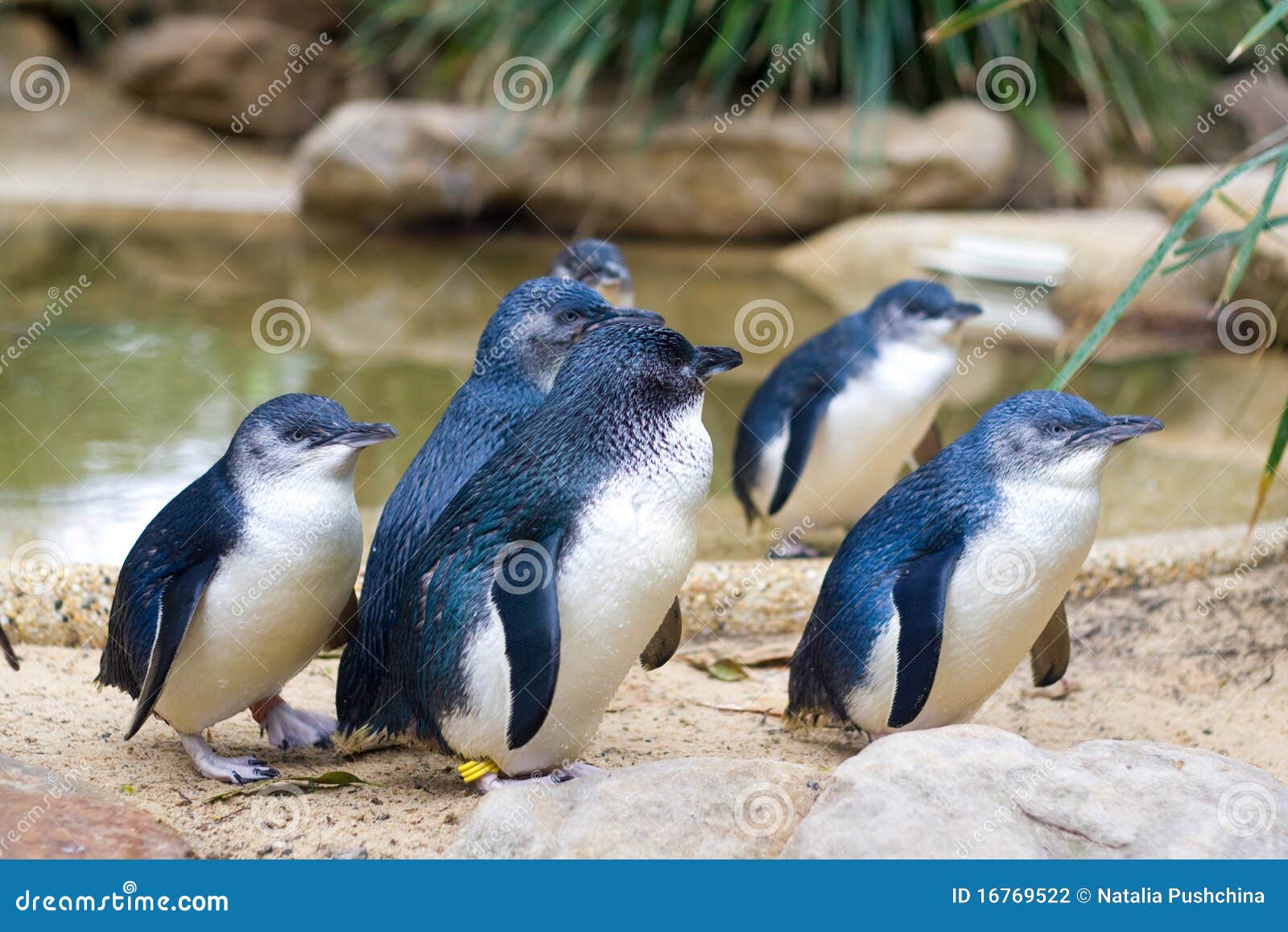 Pinguins Pequenos, Austrália Foto de Stock - Imagem de menor, pinguim ...