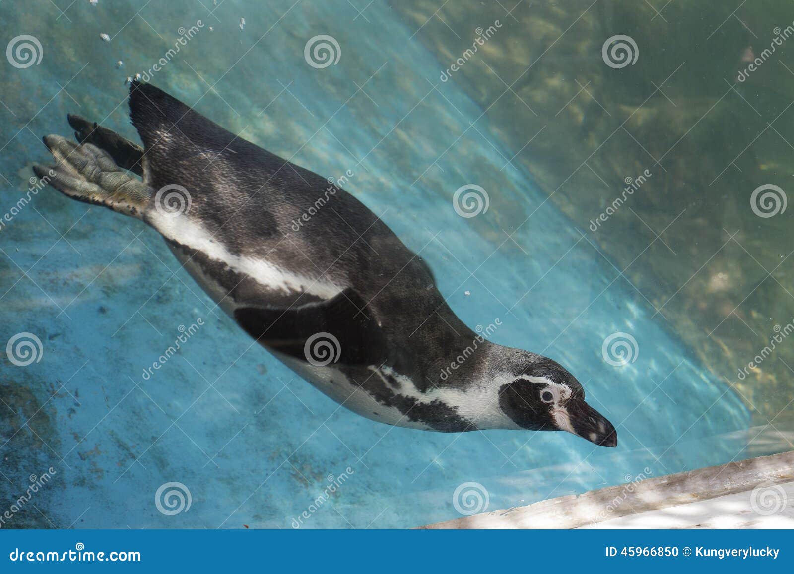 Pinguinschwimmen stockfoto. Bild von seemann, wasser - 45966850