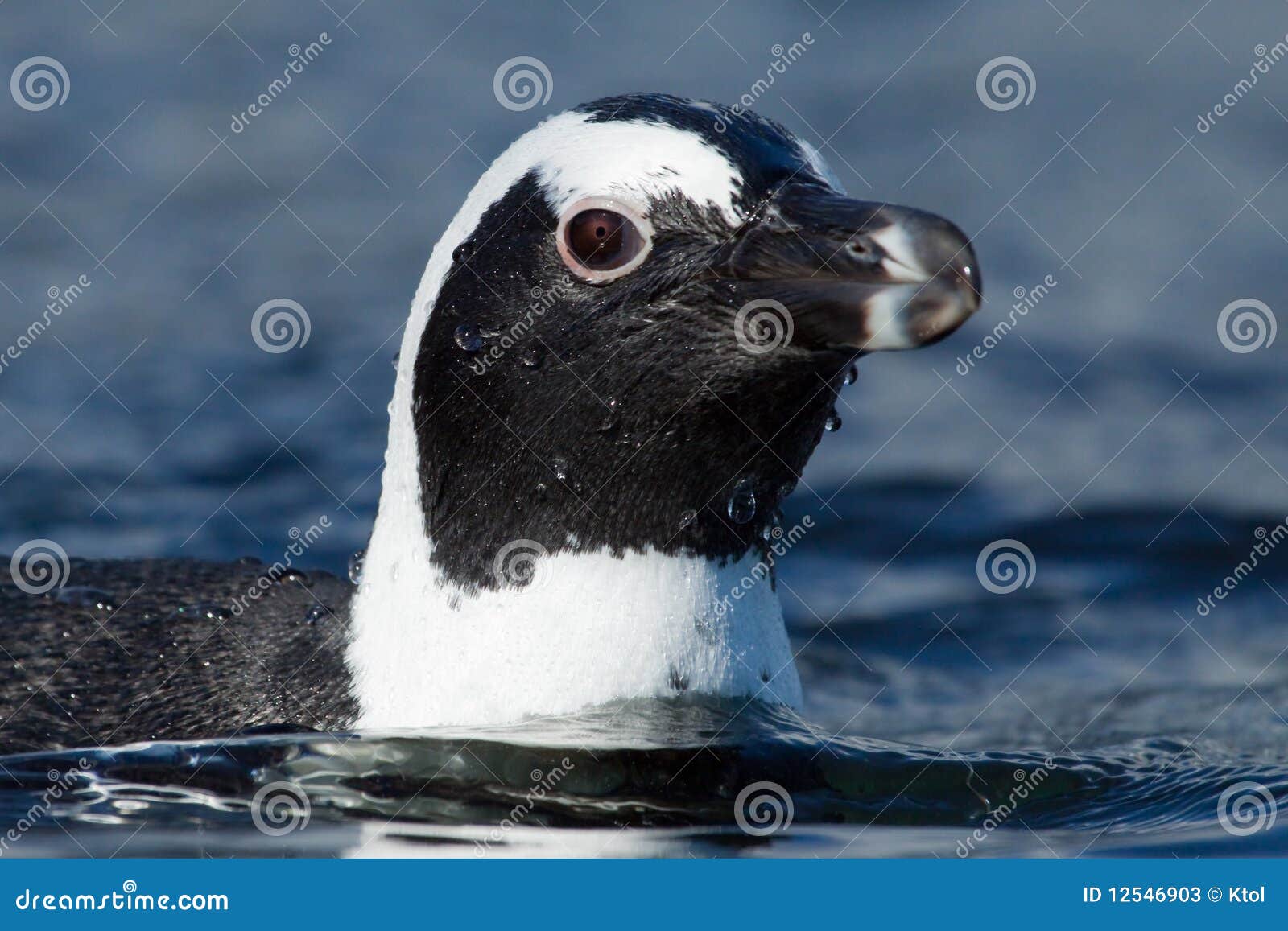 Pingvin fotografering för bildbyråer. Bild av pingvin - 12546903