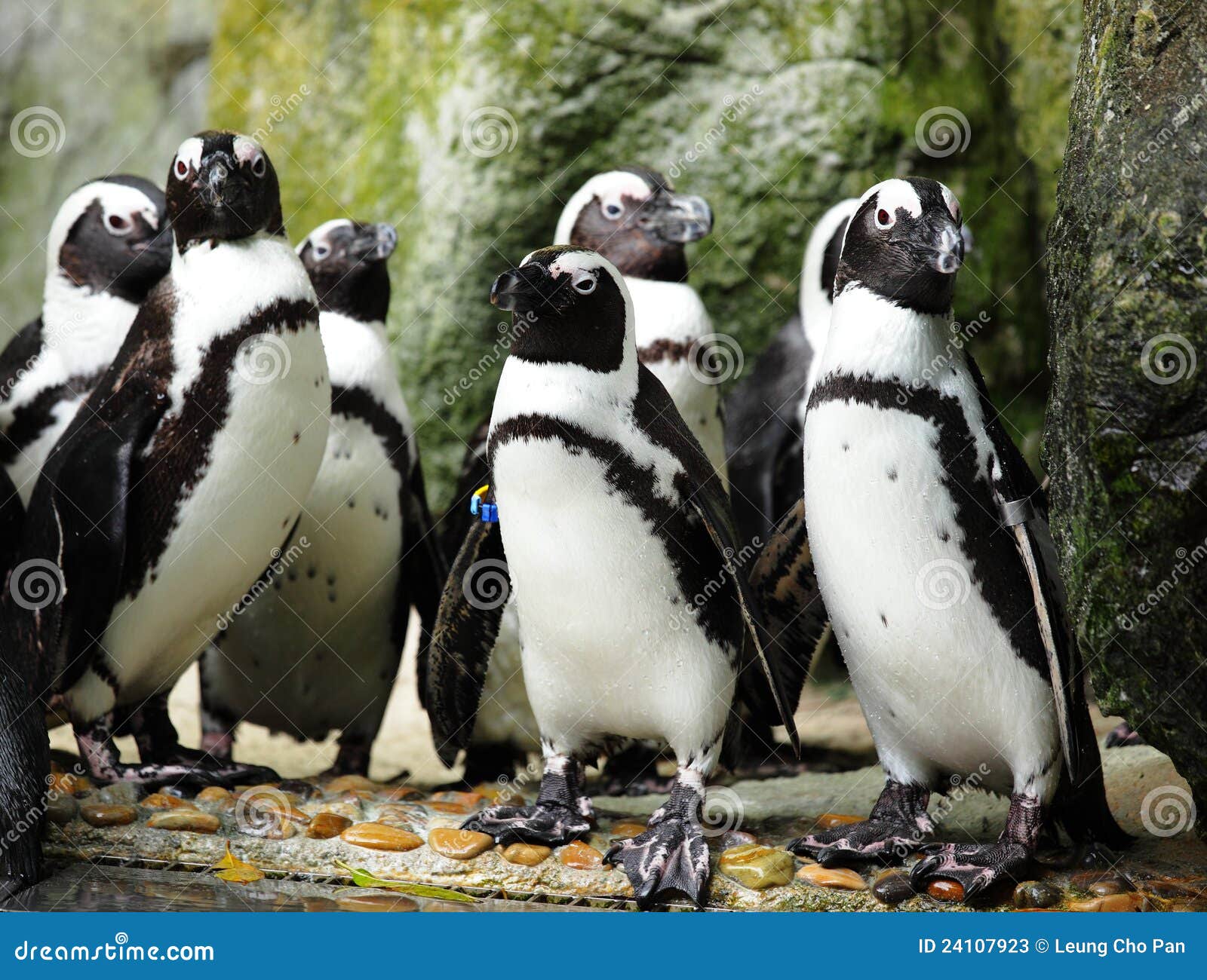 Pingvin fotografering för bildbyråer. Bild av huvud, alkyds - 24107923