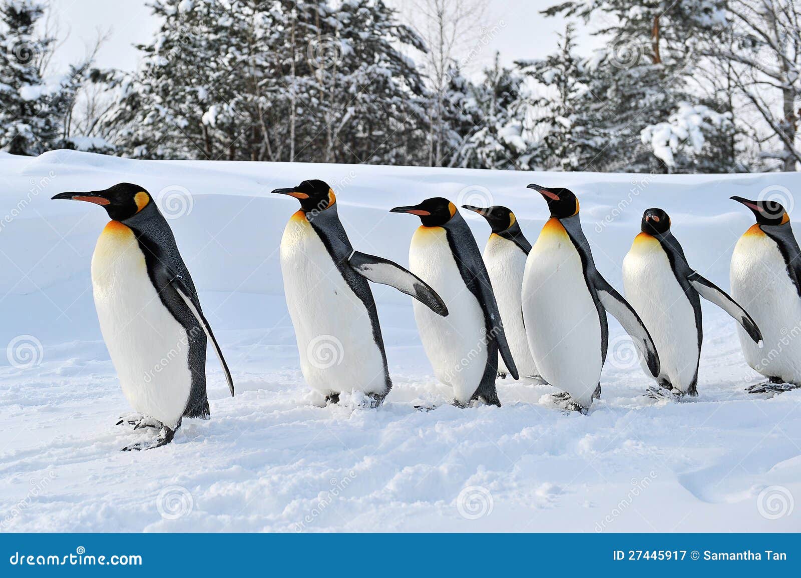 Pingvin fotografering för bildbyråer. Bild av vitt, snöig - 27445917