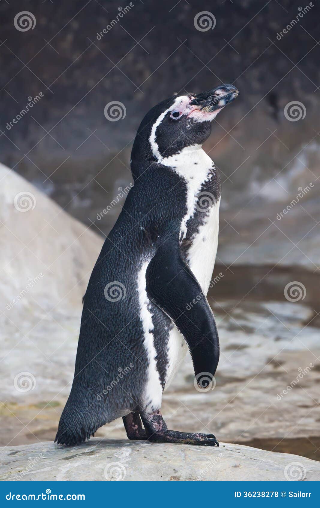 Pingvin arkivfoto. Bild av natur, vitt, knusslig, roligt - 36238278