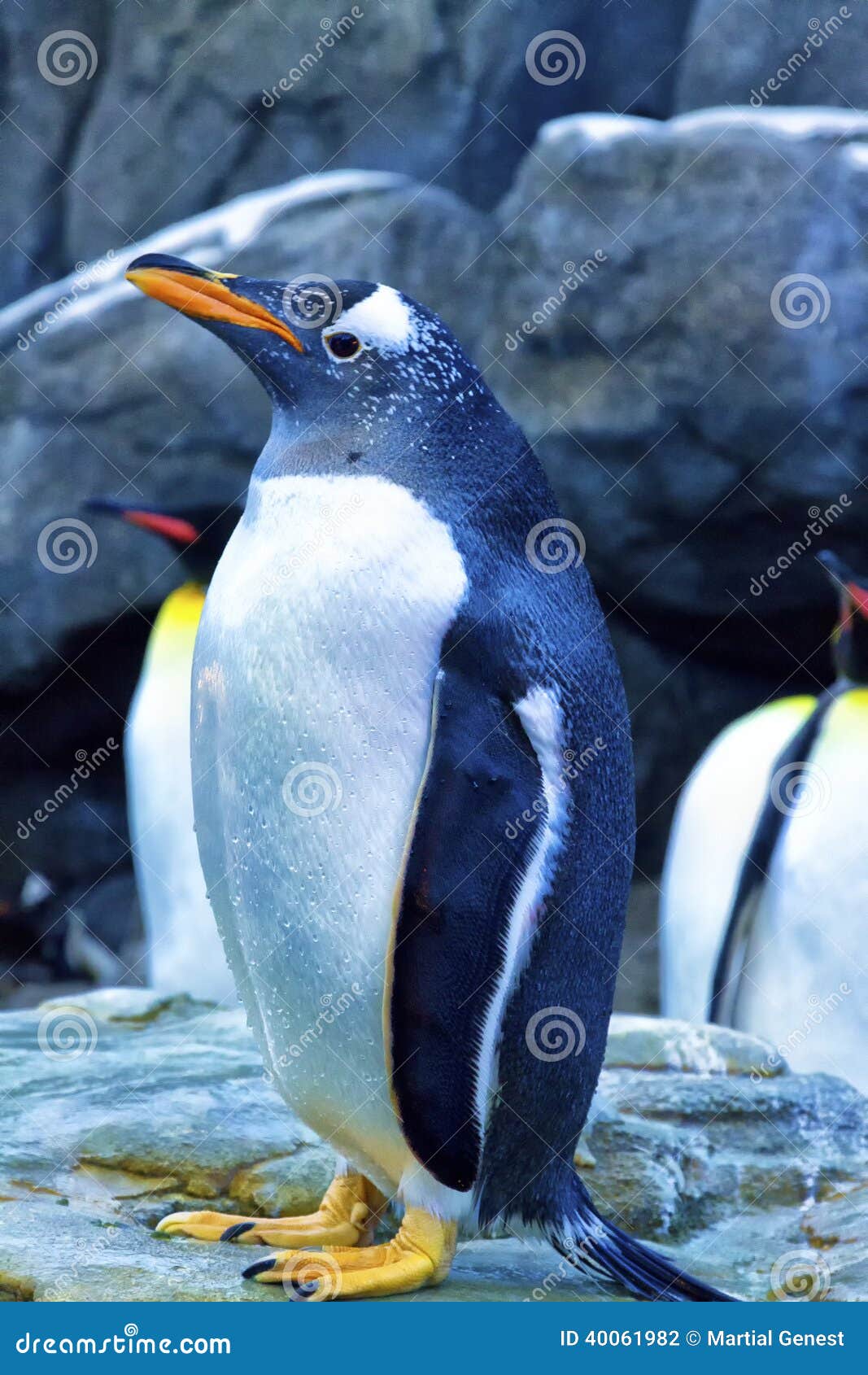 Pingvin arkivfoto. Bild av kanada, kallt, angus, albertan - 40061982