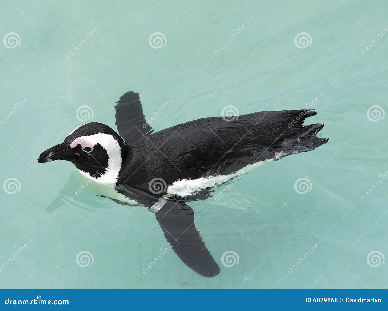 Pingvin arkivfoto. Bild av ensam, enigt, stort, engelskt - 6029868