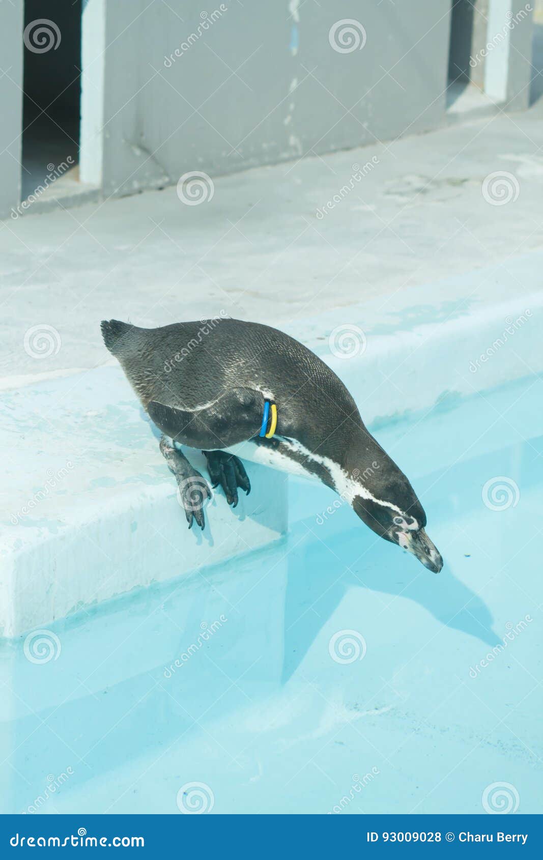 Pingvin arkivfoto. Bild av vild, fluga, vatten, barn - 93009028