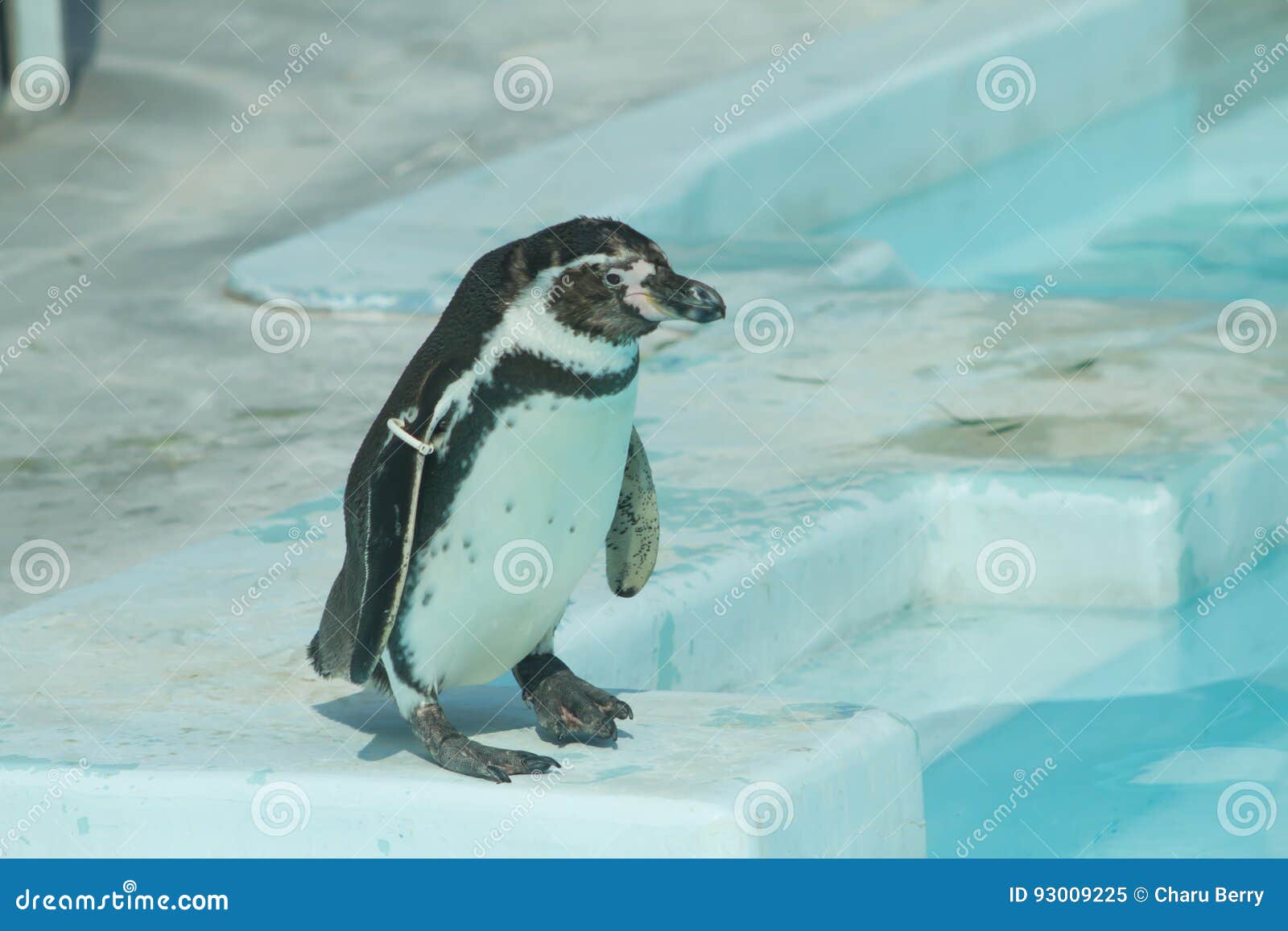 Pingvin fotografering för bildbyråer. Bild av vild, lopp - 93009225
