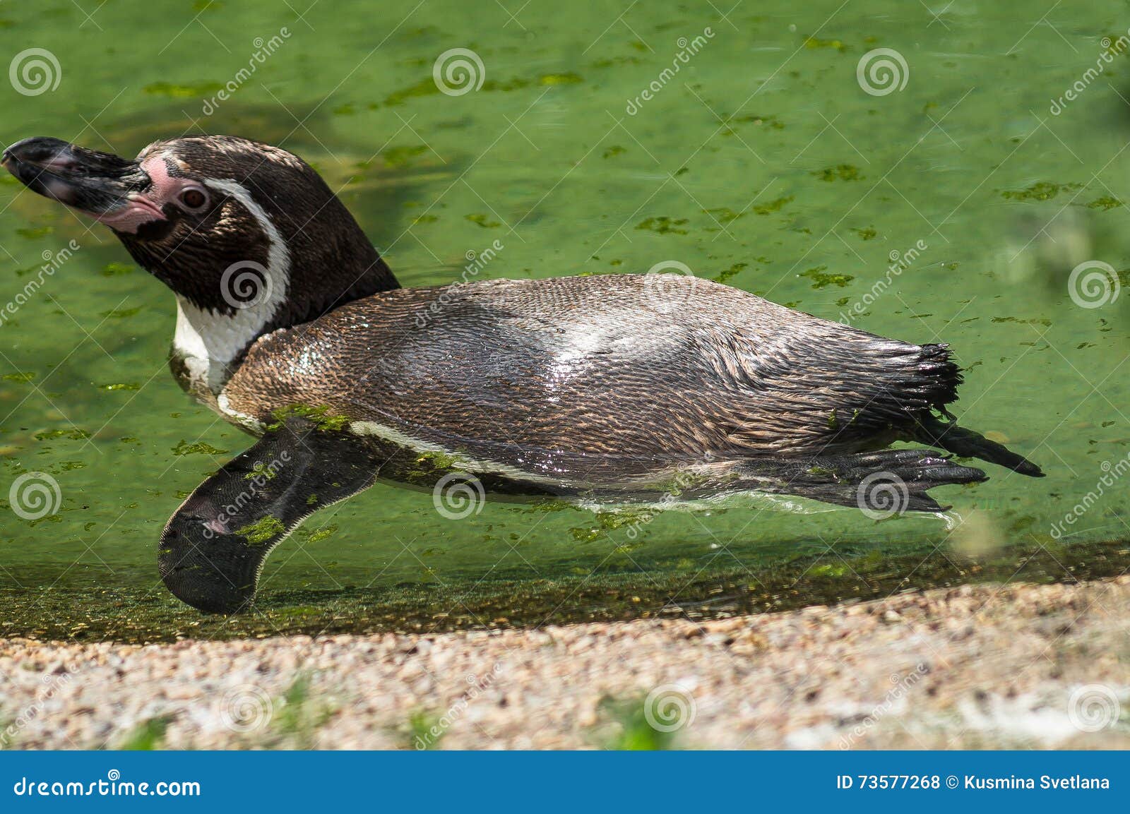 Pingvin i en rysk zoo arkivfoto. Bild av deras, vatten - 73577268