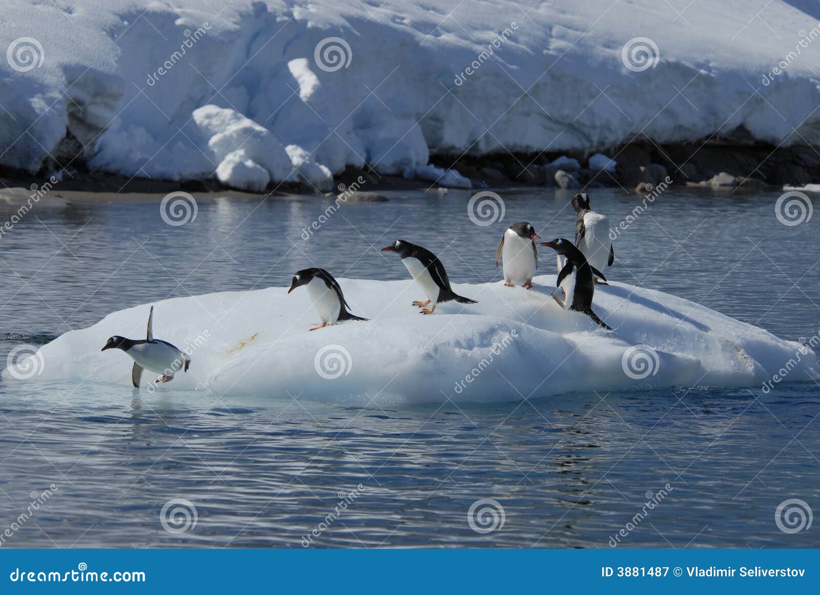 Pingwin cesarski pingwiny obraz stock. Obraz złożonej z topienie - 3881487