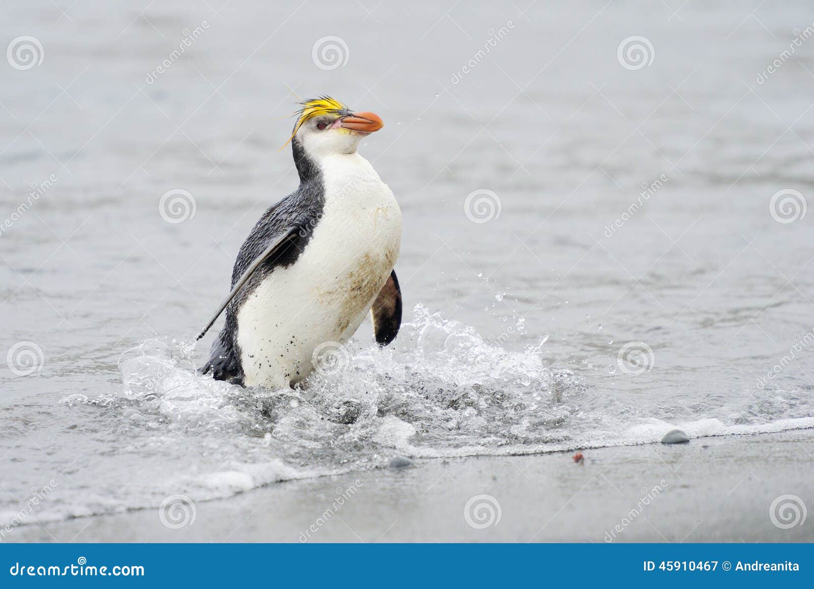 Pingüino Real (schlegeli Del Eudyptes) Que Viene Hacia Fuera El Agua ... Pingüino Real (schlegeli Del Eudyptes) Que Viene Hacia Fuera El Agua ...