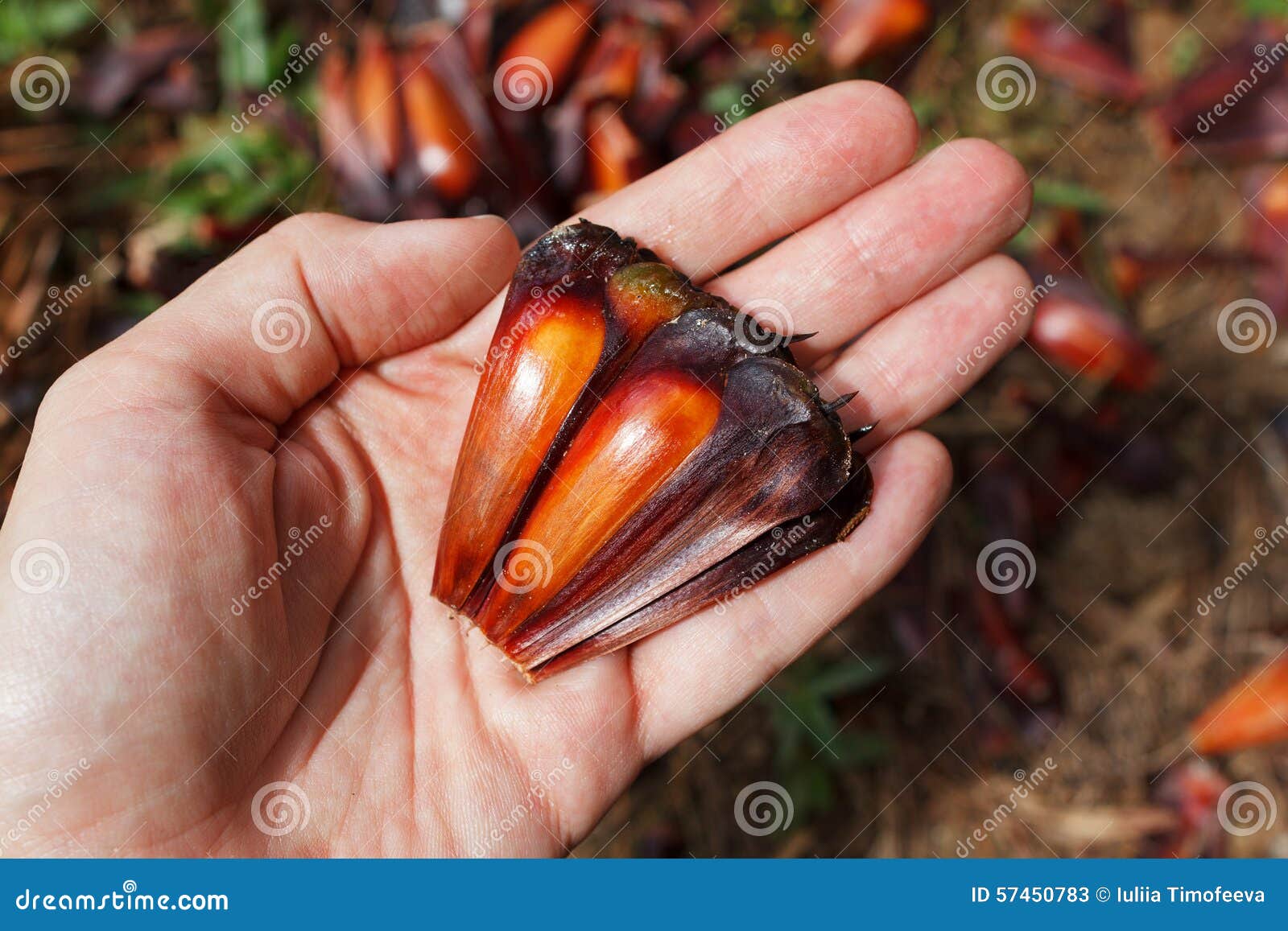 Brazilian Pine Or Pinus Radiata Background, Bare Wood, Untreated Stock ...