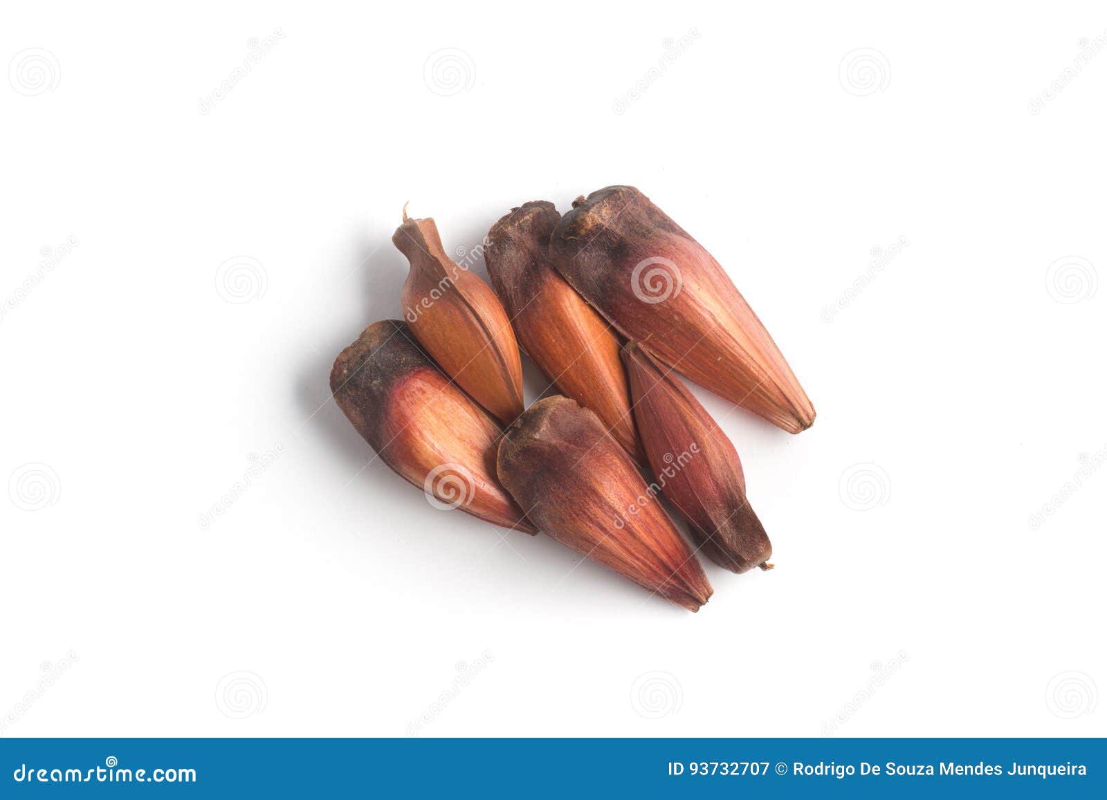 Pinhao - pinho brasileiro imagem de stock. Imagem de pinho - 93732707