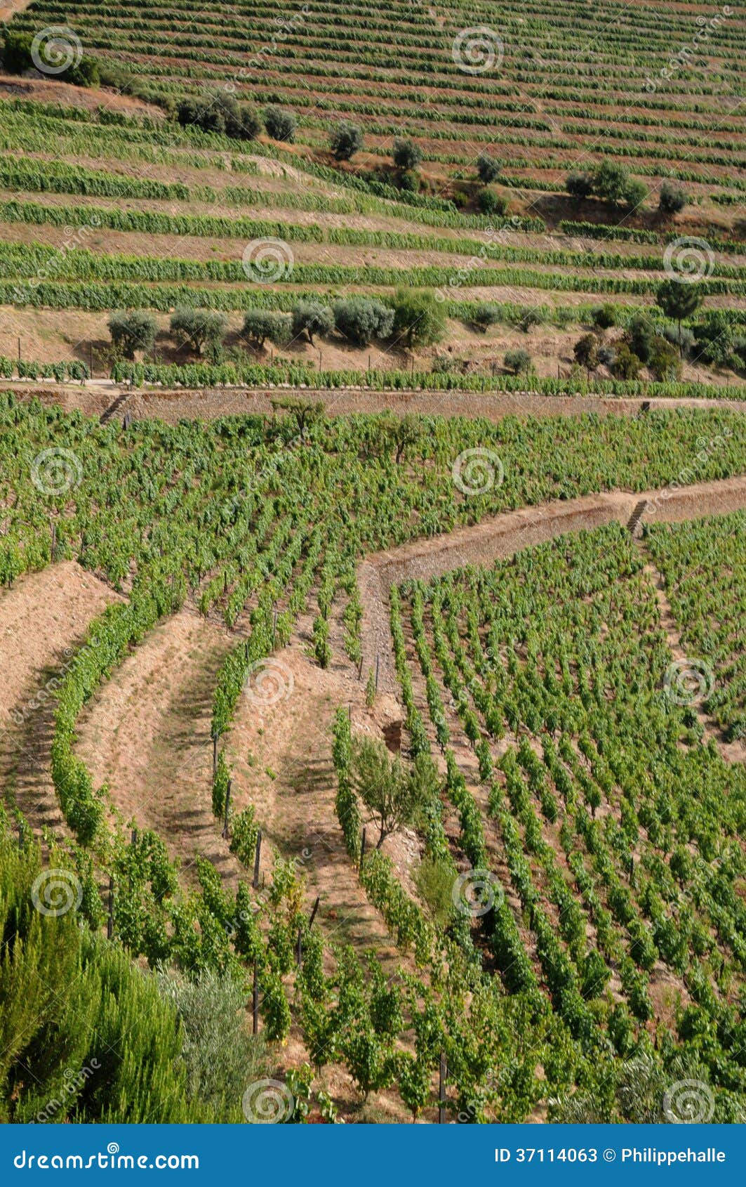 Pinhao wine region stock image. Image of grape, outdoors - 37114063