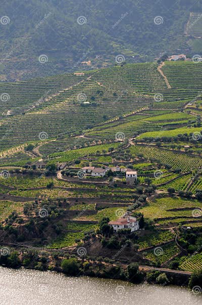 Pinhao wine region stock photo. Image of grape, agriculture - 37114122