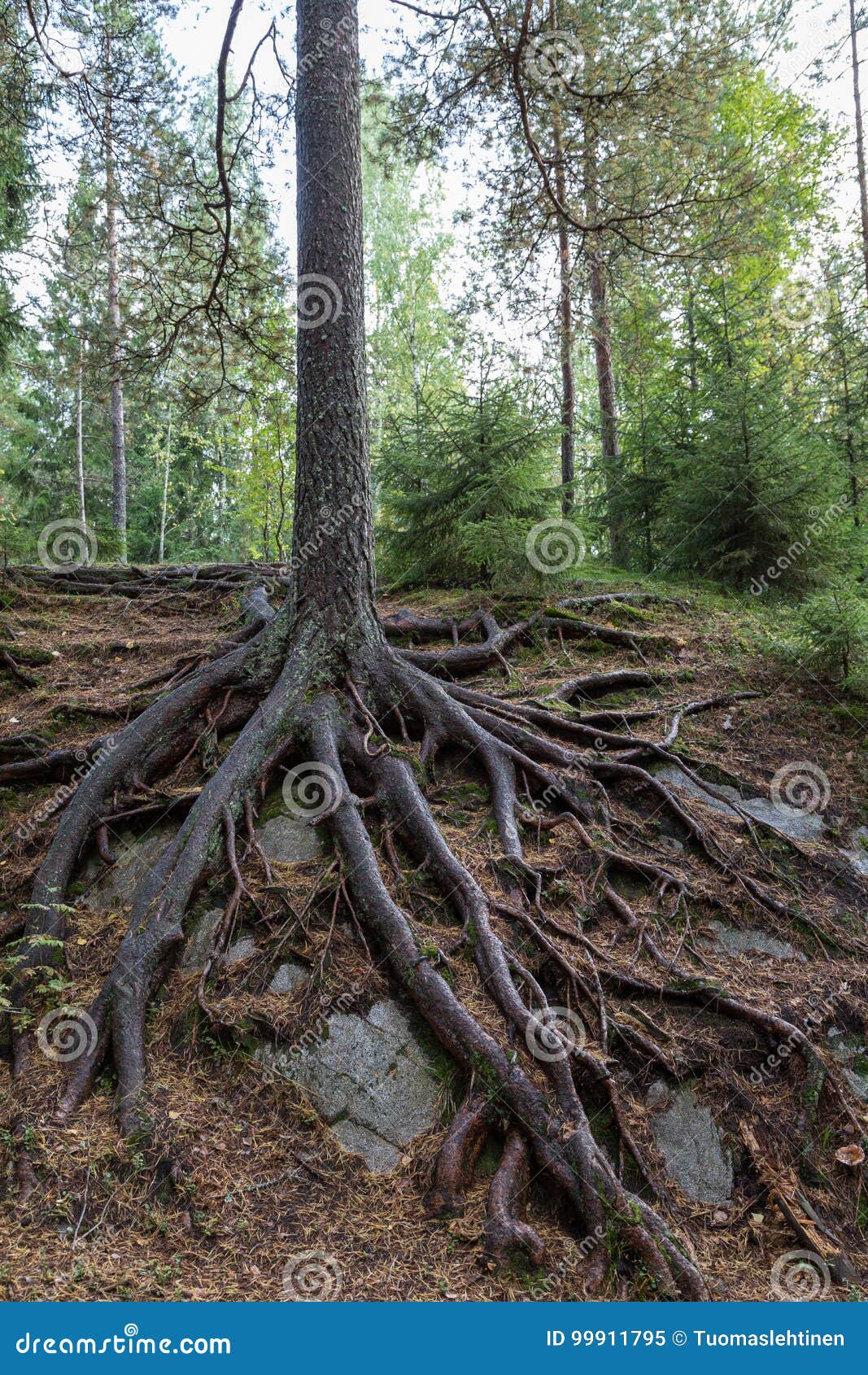 Pinheiro e suas raizes imagem de stock. Imagem de vertical - 99911795