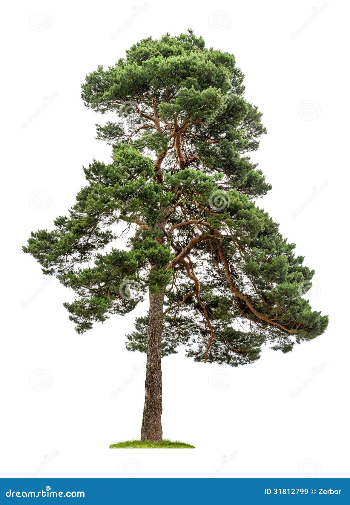 Pinheiro Grande Em Um Fundo Branco Imagem de Stock - Imagem de verde ...
