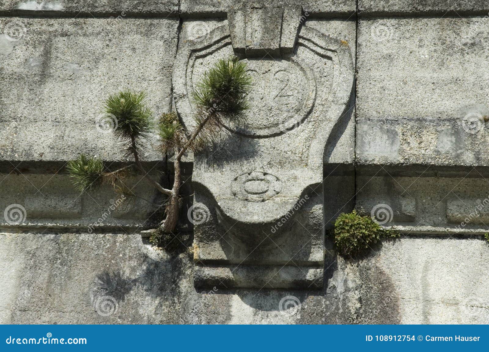 Pinheiro Que Cresce Fora De Uma Fachada Foto de Stock - Imagem de pedra ...