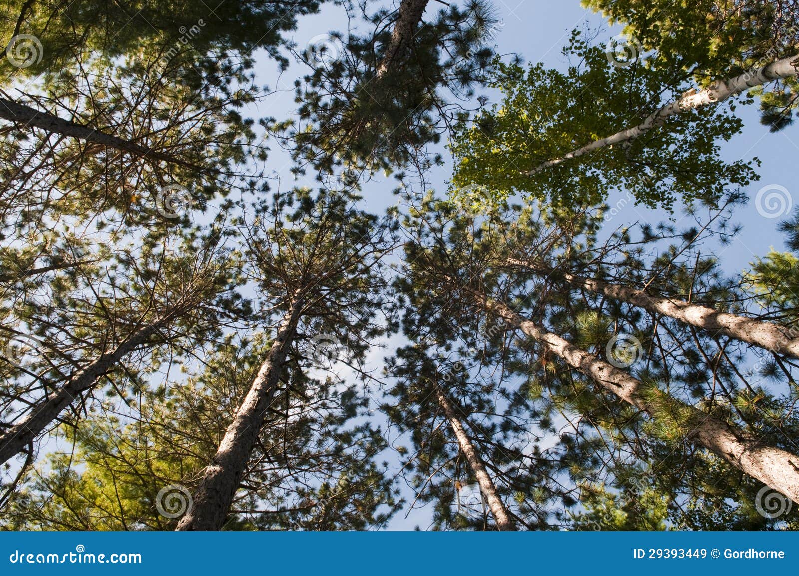 Pinheiros altos imagem de stock. Imagem de pinho, madeira - 29393449