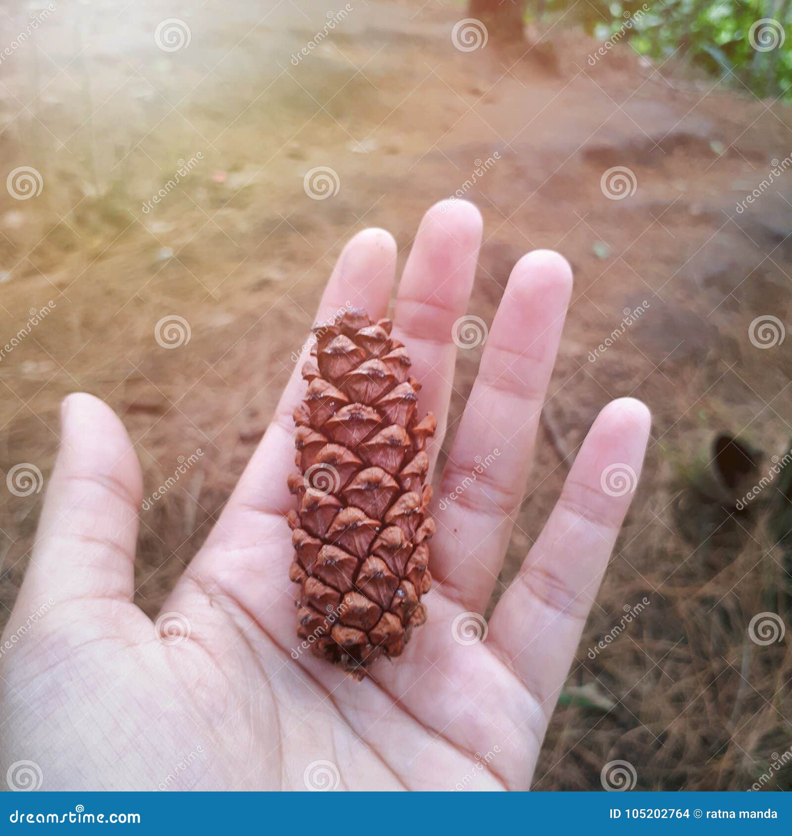 Pinho foto de stock. Imagem de excepto, floresta, pinho - 105202764