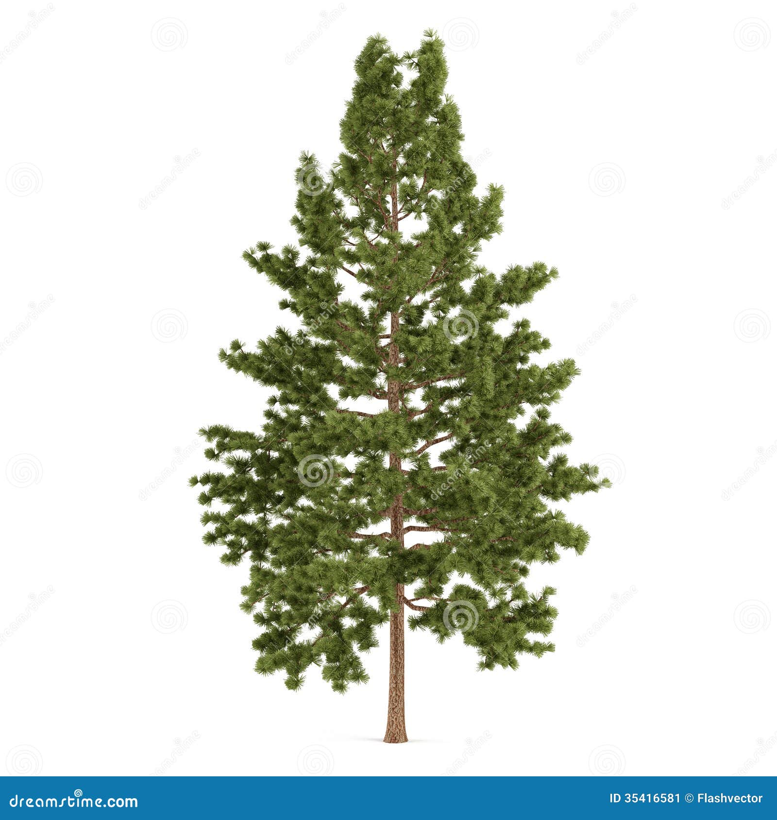 Pinho Da árvore Isolado. Strobus Do Pinus Ilustração Stock - Ilustração ...